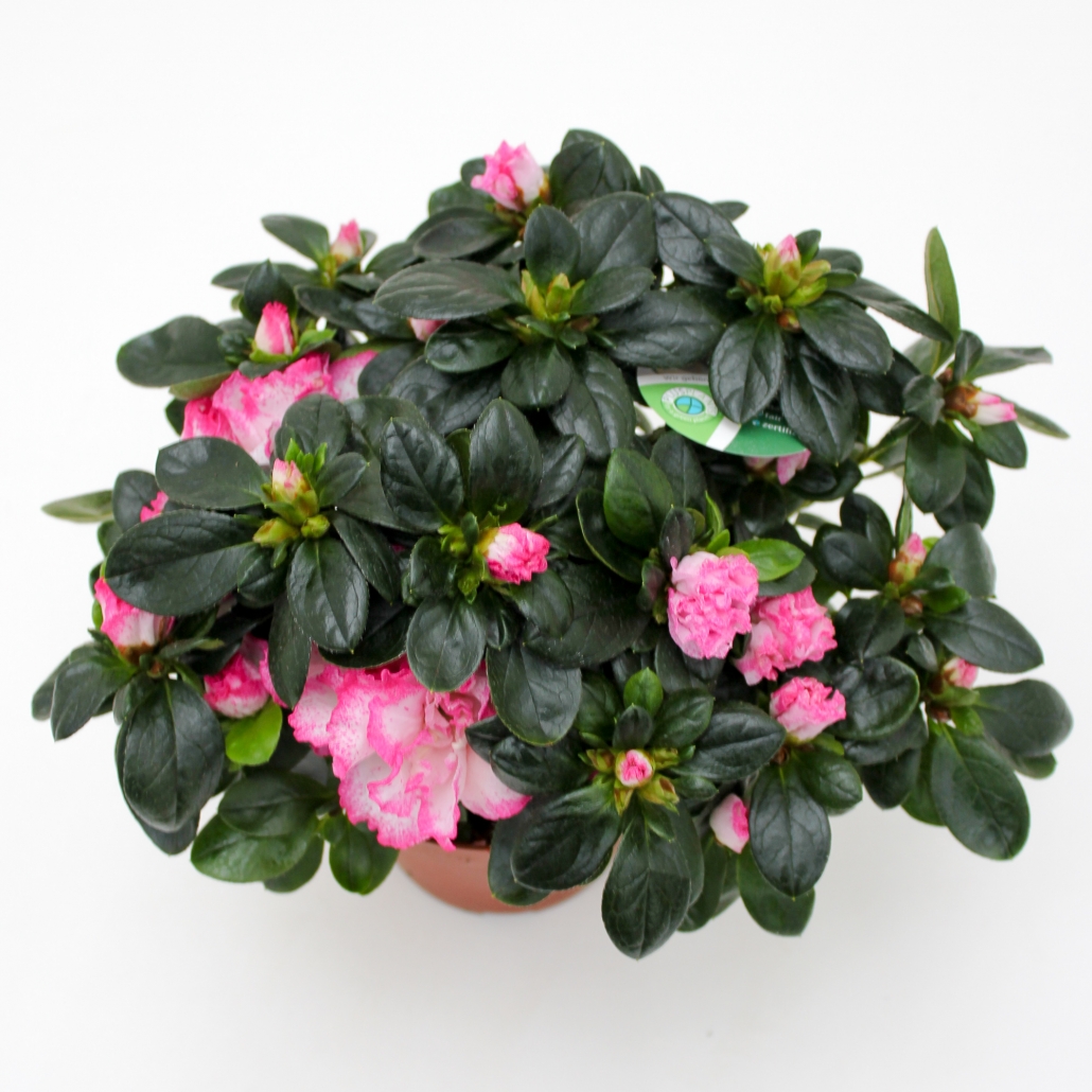 Azaleen - Aldenhoff GmbH