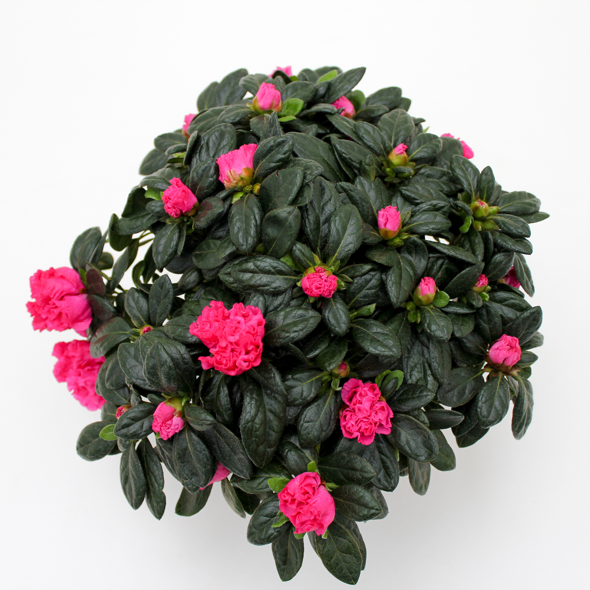 Azaleen - Aldenhoff GmbH