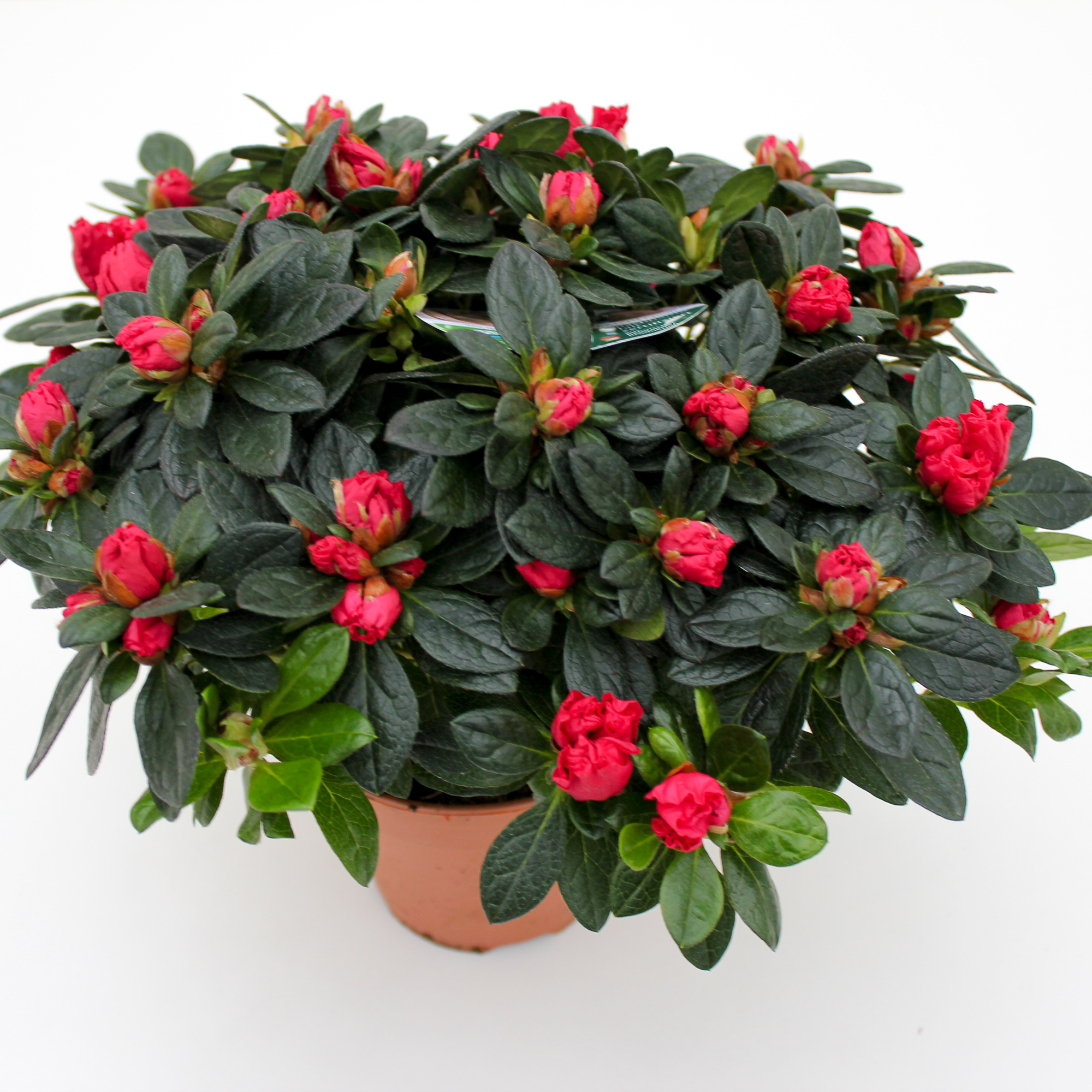 Azaleen - Aldenhoff GmbH