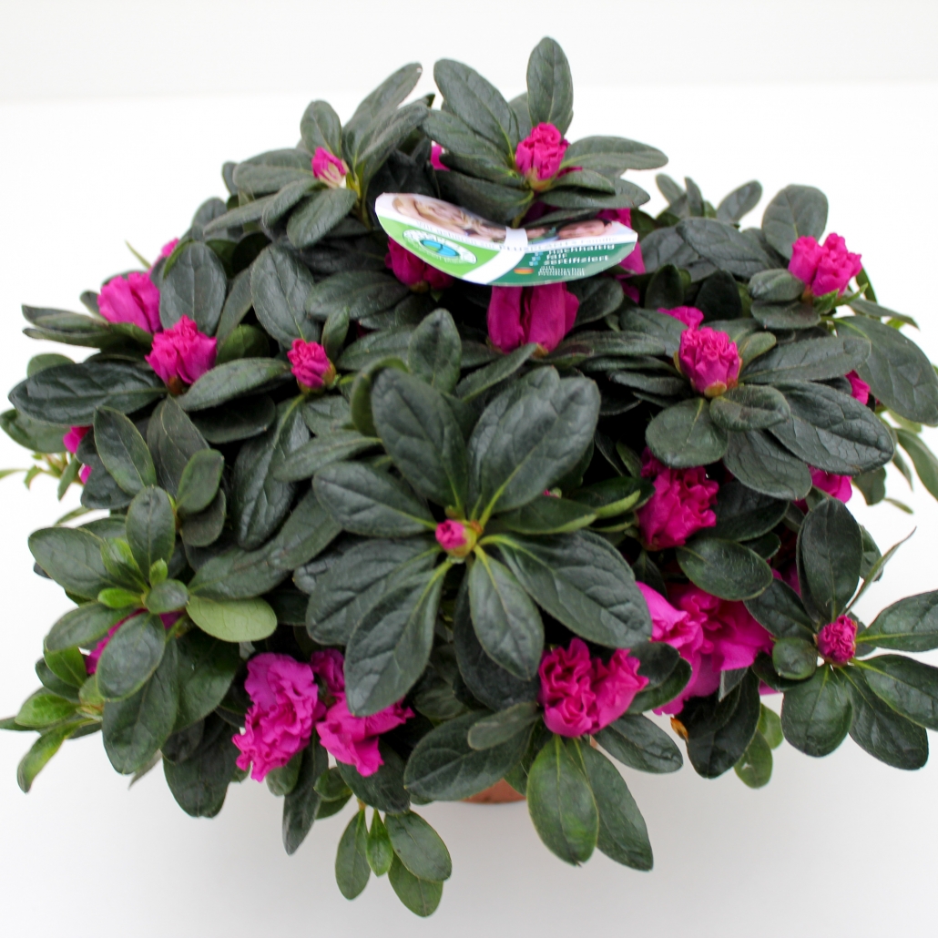 Azaleen - Aldenhoff GmbH