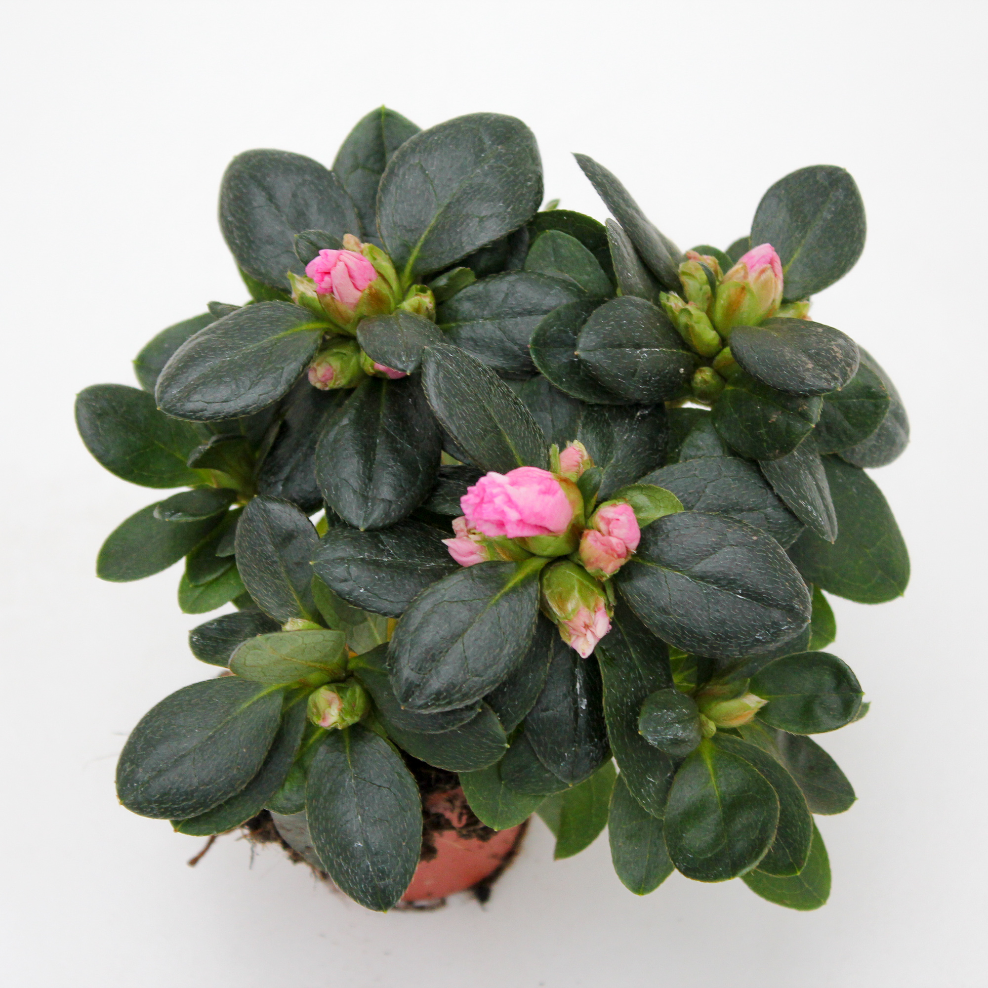 Azaleen - Aldenhoff GmbH