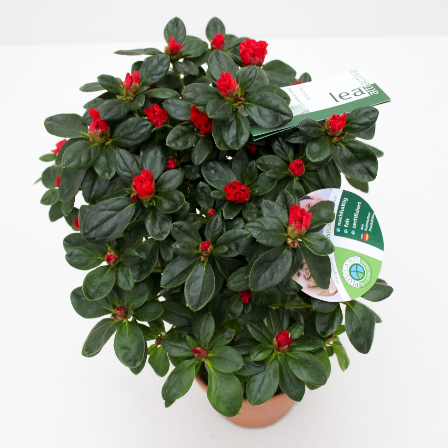 Azaleen - Aldenhoff GmbH