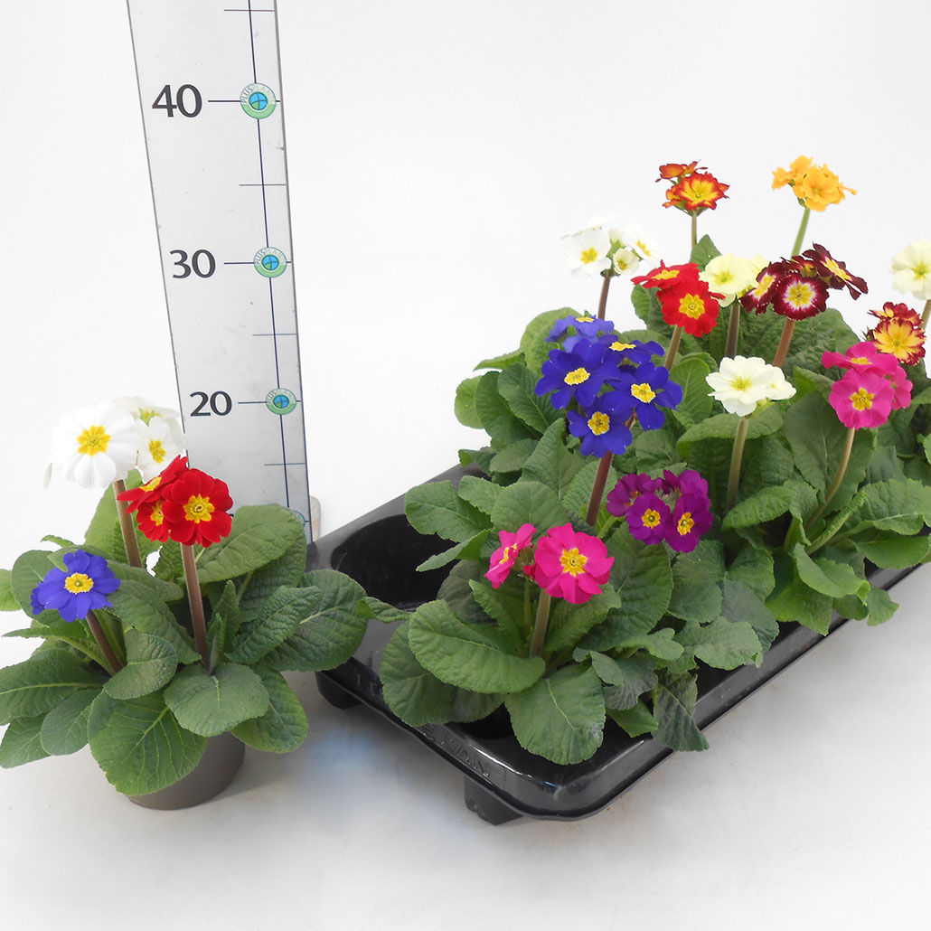 Frühjahr / Sommer - Aldenhoff GmbH